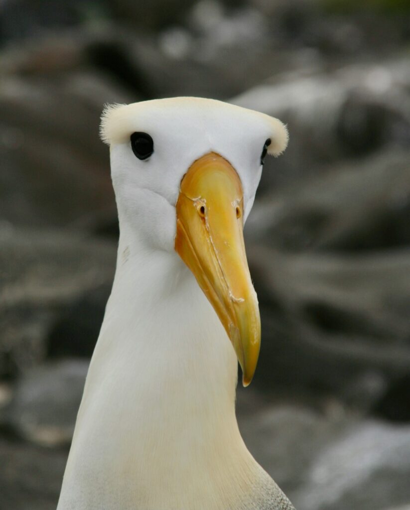 Los albatros, aves marinas gigantes con un estado de conservación ...